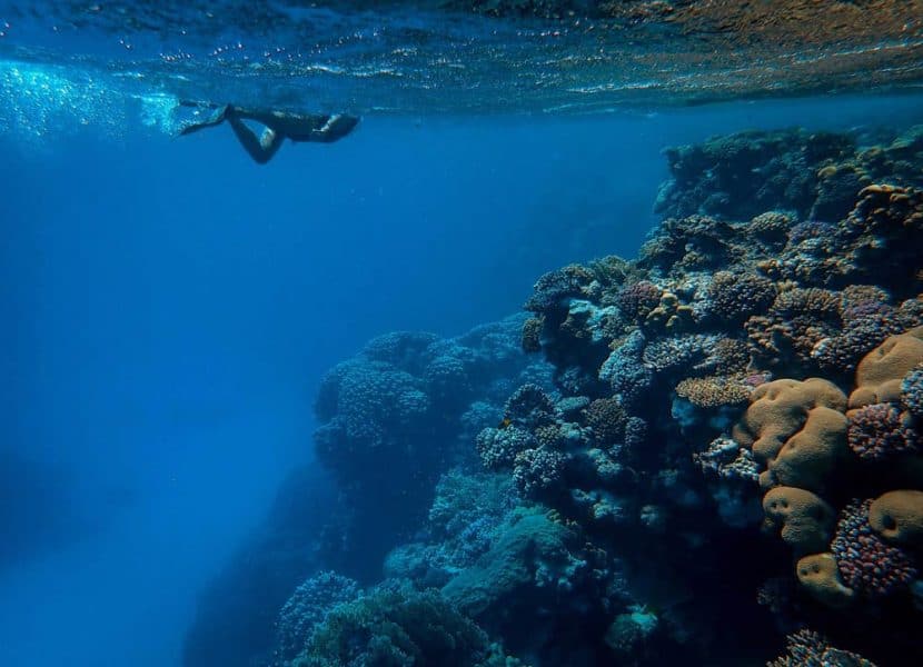 Snorkel y buceo en el Mar Rojo, Egipto | IATI Seguros