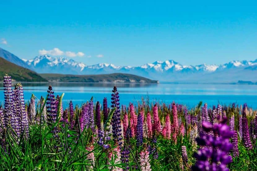 Isla Sur de Nueva Zelanda: Qué hacer y qué ver | IATI Seguros